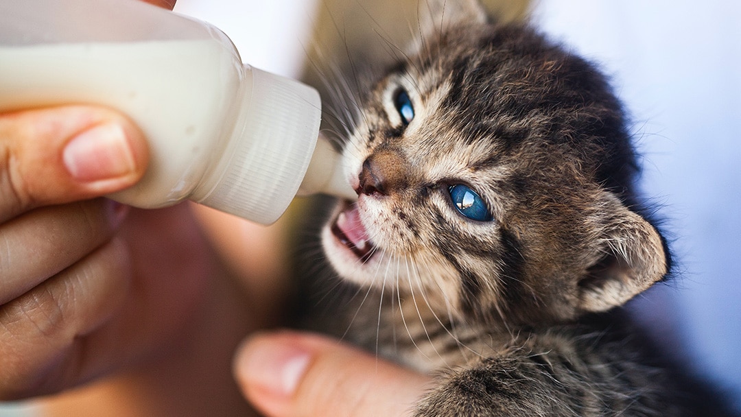 Futter für den Junior - so fütterst du dein Kitten gesund und glücklich